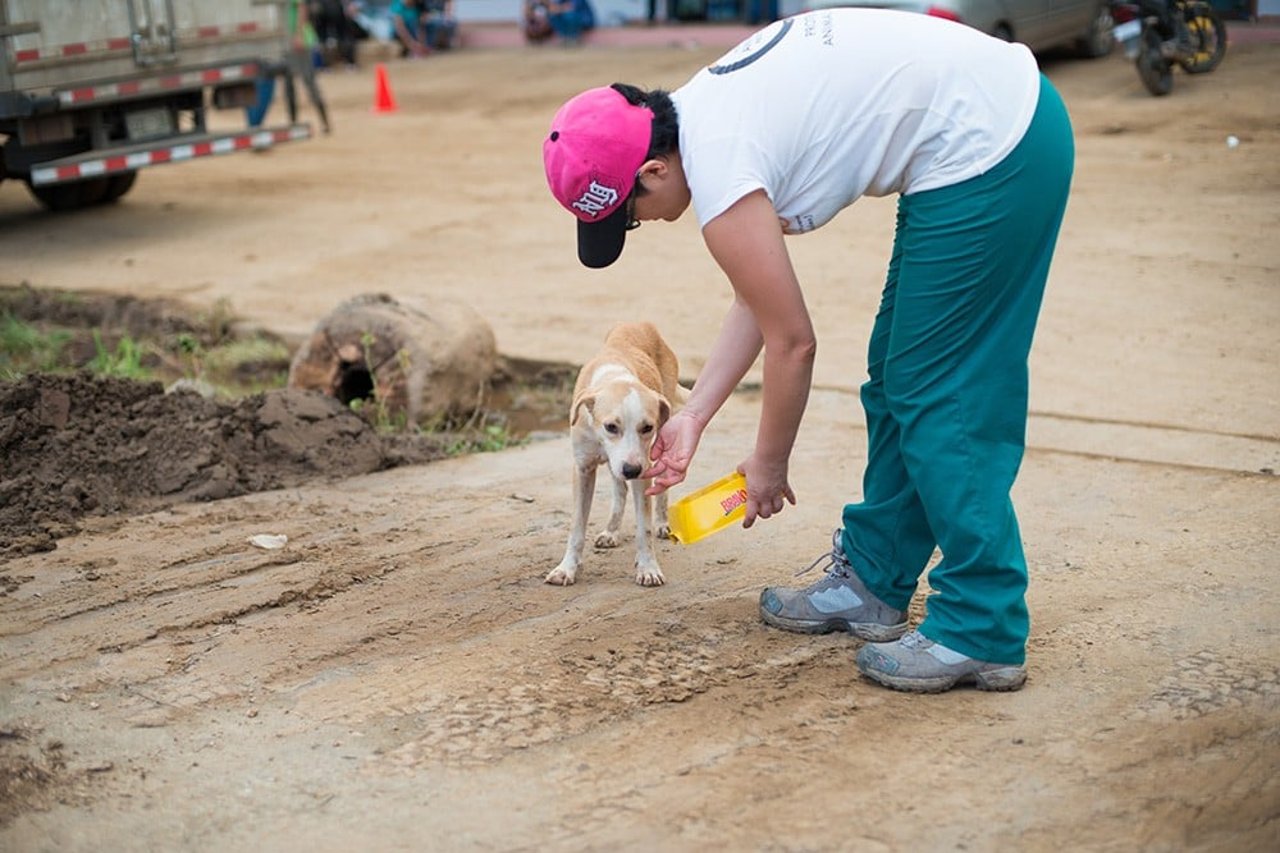 Estamos trabajando para ayudar a 70,000 animales después del huracán ...