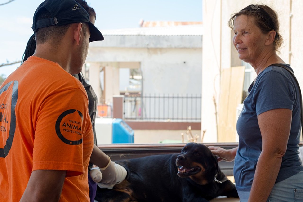 Animales comienzan a recuperarse del huracán Irma, pero nuevos ...