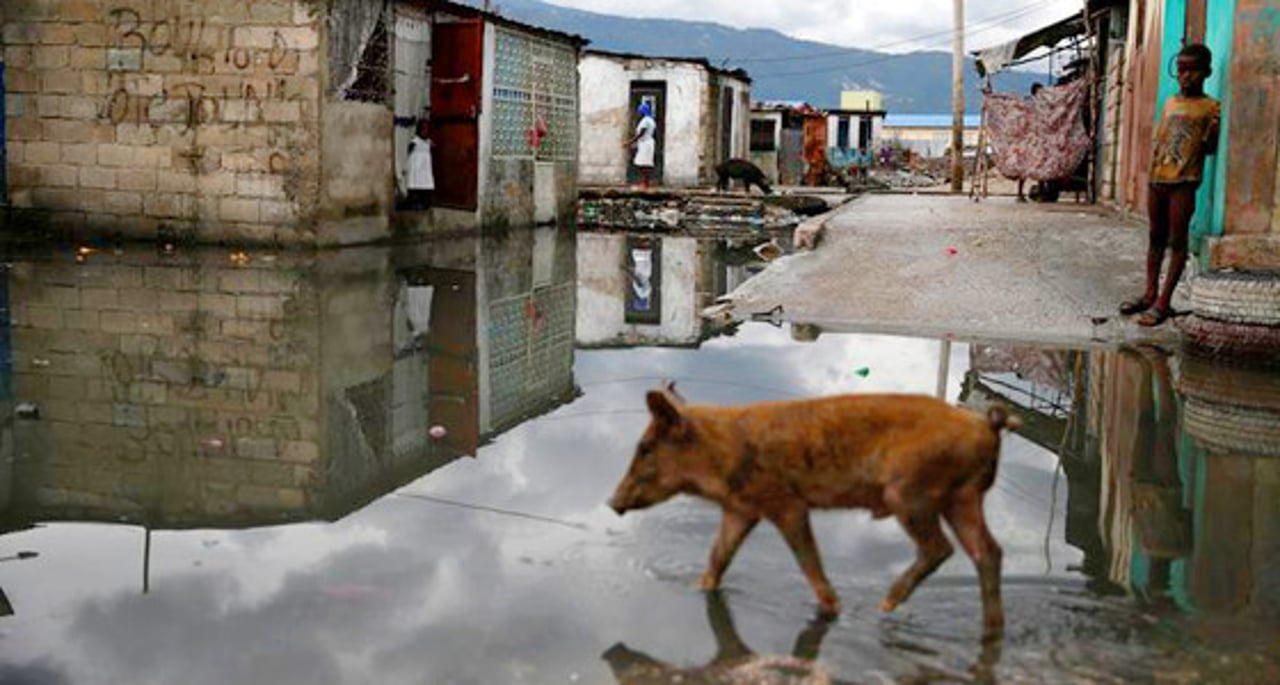 Estamos en Haití para ayudar a 100.000 animales afectados por el ...
