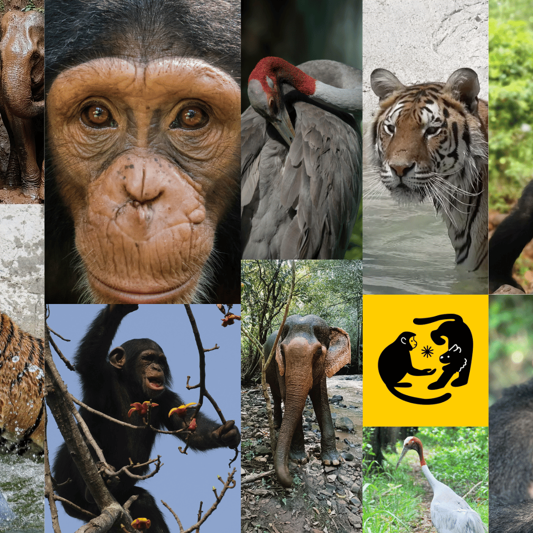 Premio a la Personalidad Única de los Animales Silvestres 2024