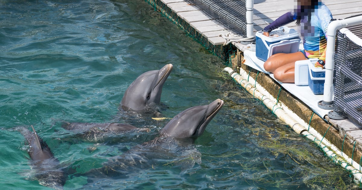 Delfinario en México: Suspenden shows tras muerte de delfín