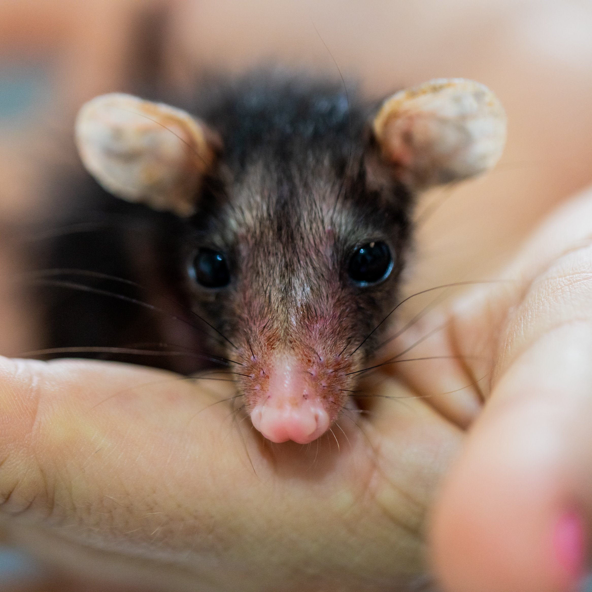 11 datos sobre las zarigüeyas: animales silvestres incomprendidos