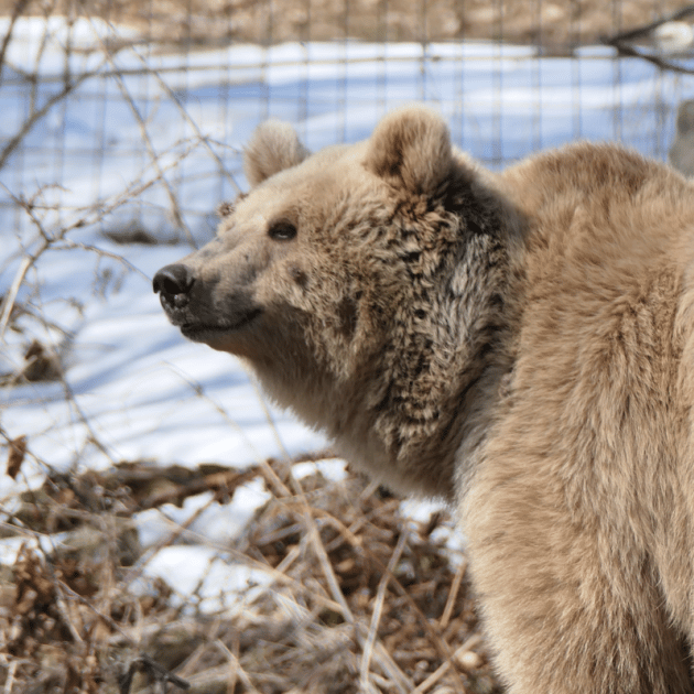 Masha: la primera osa rescatada de Ucrania