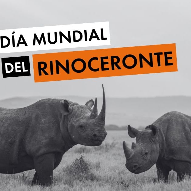 Día Mundial del Rinoceronte | World Animal Protection