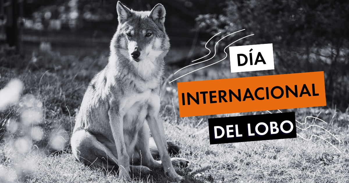 Día Internacional del Lobo | World Animal Protection