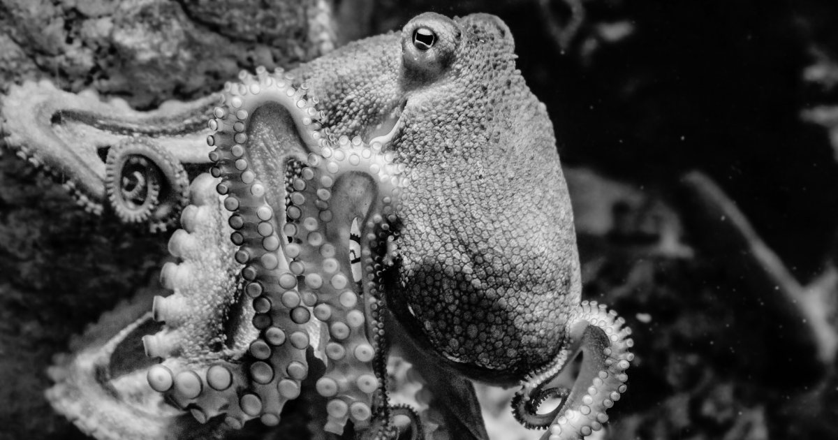 Día Mundial del Pulpo